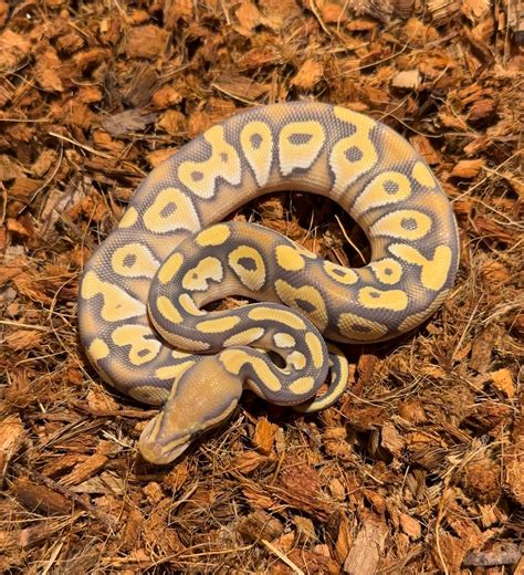 Orange Dream Mojave Hypo Ball Python By Clean Balls Uk Morphmarket