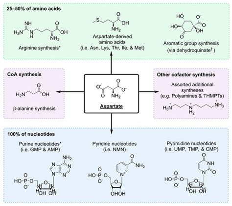 Life Free Full Text Prebiotic Synthesis Of Aspartate Using Lifes