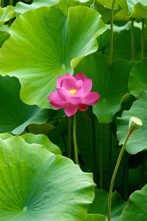 Quick Saves에 있는 핀 아름다운 꽃 야생 꽃 꽃 그리는 법