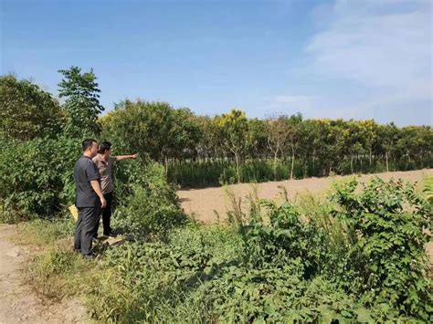 创建“枫桥式人民法庭”丨土地流转起纠纷 多方联动促和谐澎湃号·政务澎湃新闻 The Paper