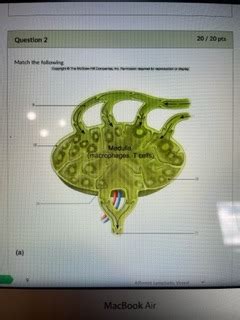 Lymph Node Diagram Diagram Quizlet