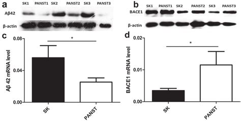 A B Protein Expression Of Amyloid β42 Aβ42 And β Secretase1