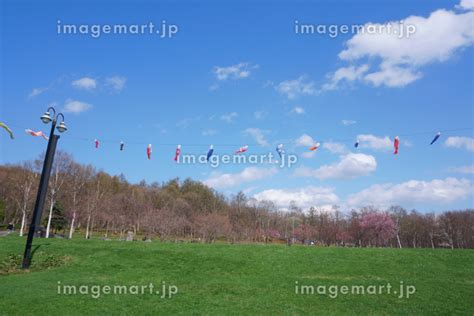 5月連休の公園に設置された鯉のぼりの写真素材 178622101 イメージマート
