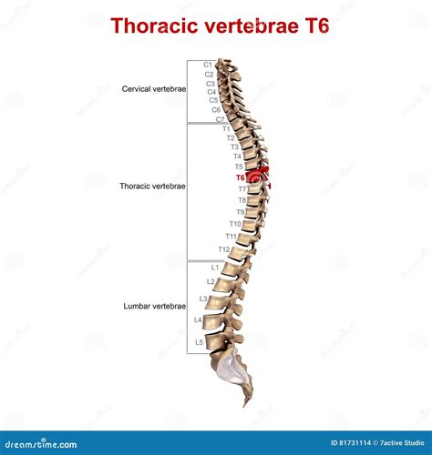 Thoracic Vertebrae T6 Stock Illustration Illustration Of Anatomy 81731114