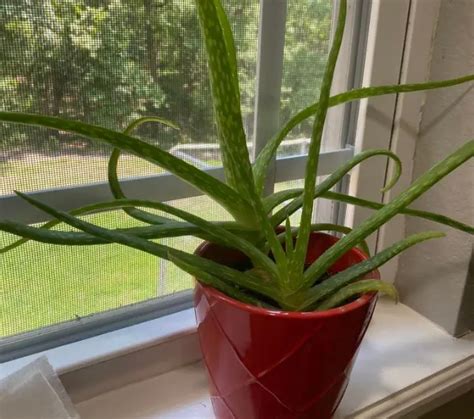 How To Repot Aloe Vera Plant Ultimate Care Guide Citycacti