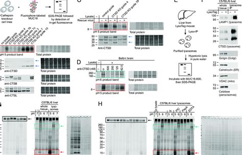 Knockout And Inhibition Of Cathepsin D In Cellulo And In Purified Mouse Download Scientific