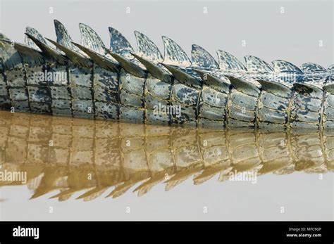Gharial Gavialis Gangeticus Tail Detail Chambal National Sanctuary