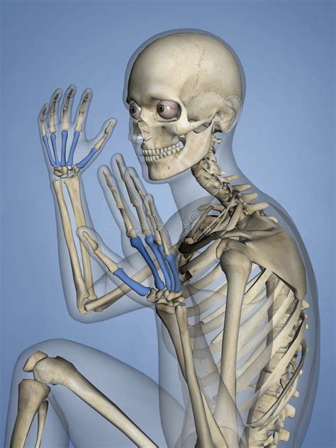 Metacarpus Human Skeleton 3d Model Stock Illustration Illustration