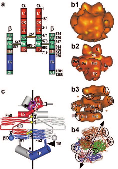 Dimeric Insulin Receptor Structure A Schematic Of Ir Represented In