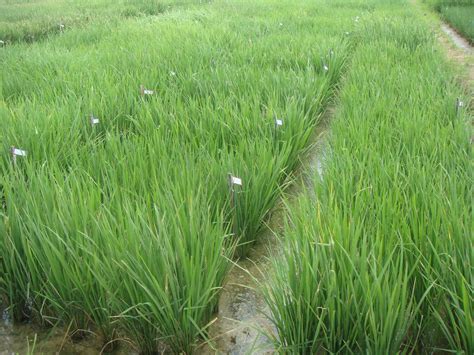 Tnau Agritech Portal Crop Improvement