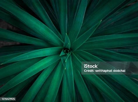 녹색 잎의 상단 보기 아가베 유니비타타 가시 문장세기 식물 또는 가시 문장 아가베 추상 자연 녹색 잎 배경 화면 패턴 텍스처
