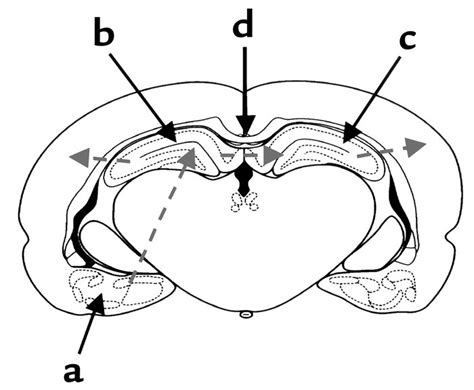 Jci Regulation Of Seizure Spreading By Neuroserpin And Tissue Type