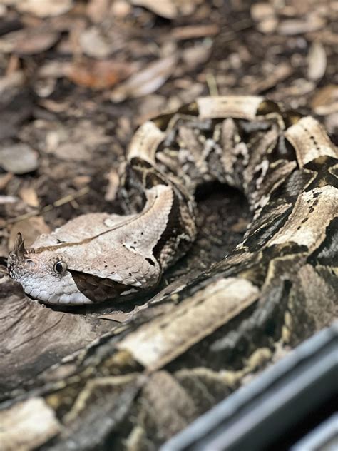 Gaboon Viper In Captivity Care Requirements