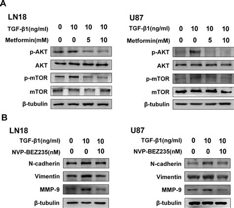 Metformin Inhibits Aktmtor Pathway Activated By Tgf β1 A Western