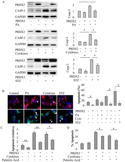 Elevation Of Prdx2 Expression Protects Against Oxidative Stress Induced