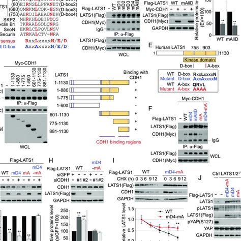 Yap Regulates E2f1 Transcription A Five Putative Tead Binding