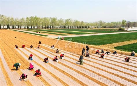 山西夏县抢墒机种地黄 人民图片网