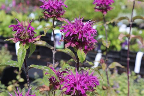 Monarda Prairienacht - Zeelandplant