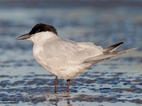 Gull Billed Tern