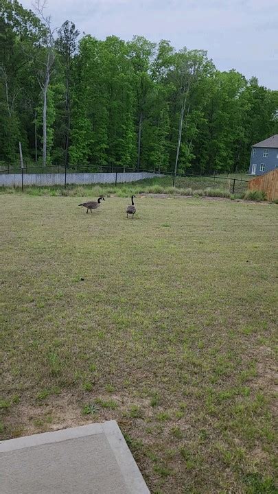 Sylvan Lashley On Linkedin Leadership Is Exploration Even With Humans Present Let Nothing Deter…