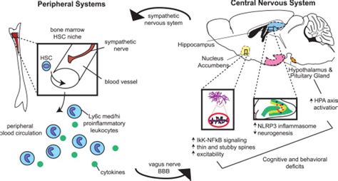 Overview Of Immune Activation In The Peripheral And Central Nervous