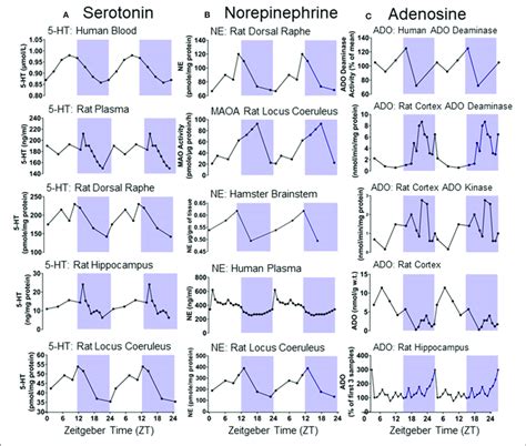 A Double Plotted Day Night Differences In Serotonin 5 HT Levels