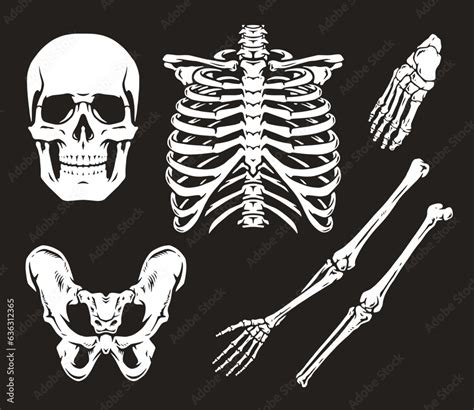 Disassembled Skeleton Monochrome Set Stickers Stock Vector Adobe Stock
