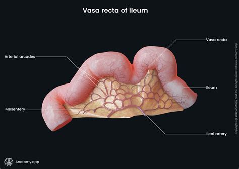 Jejunum And Ileum Encyclopedia Anatomy App Learn Anatomy 3d