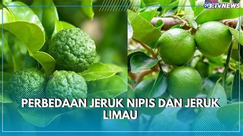 Sama Sama Berwarna Hijau Ini Dia Perbedaan Antara Jeruk Nipis Dan