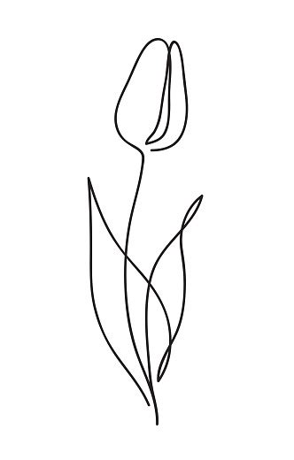 아름다운 튤립 꽃 라인 아트 컨셉 디자인 연속 선 도면 양식화 된 꽃 기호 벡터 일러스트레이션 0명에 대한 스톡 벡터 아트 및 기타 이미지 Istock