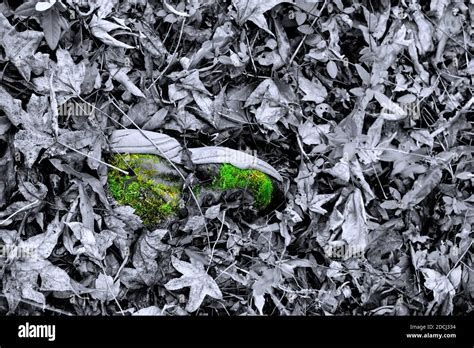 Lone Tennis Shoe Laying On The Forest Floor With Moss Growing Over The
