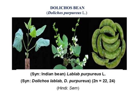 Dolichos Bean Ppt