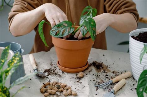 Monstera Root Rot Symptoms Causes And How To Fix It