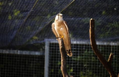 A Nankeen Kestrel Falco Cenchroides Perched On A Wooden Stand Stock