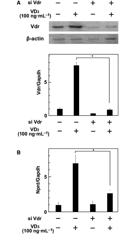 Sirna Mediated Knockdown Of The Vdr Reduced Npnt Gene Expression In