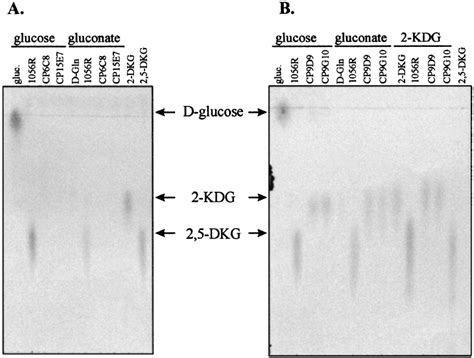 Qualitative Detection Of D Gln 2 Kdg And 25 Dkg By Tlc P Citrea
