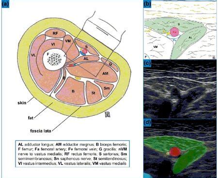 Adductor Canal Wikism Sports Medicine Wiki