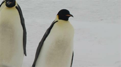 Negar Una Condici N En Shell Script Linux En Espa Ol