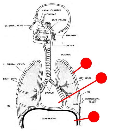 Human Respiratory System Diagram Black And White
