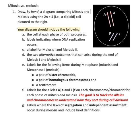 Answered Mitosis Vs Meiosis 1 Draw By Hand A… Bartleby