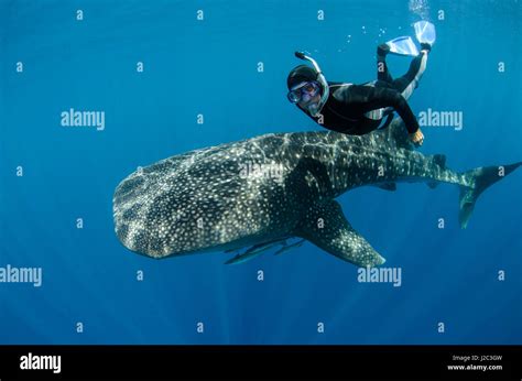 Whale Shark And Tourist Cenderawasih Bay West Papua Indonesia Stock