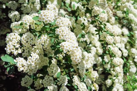 Premium Photo White Flowers Spiraea Prunifolia F Simpliciflora