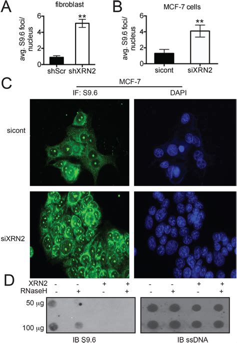 Xrn2 Deficient Cells Display Increased Amounts Of R Loops A C Basal