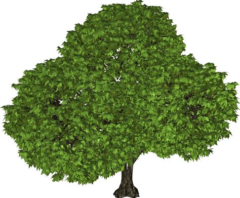 Download Free Tree Png Image ICON Favicon FreePNGimg