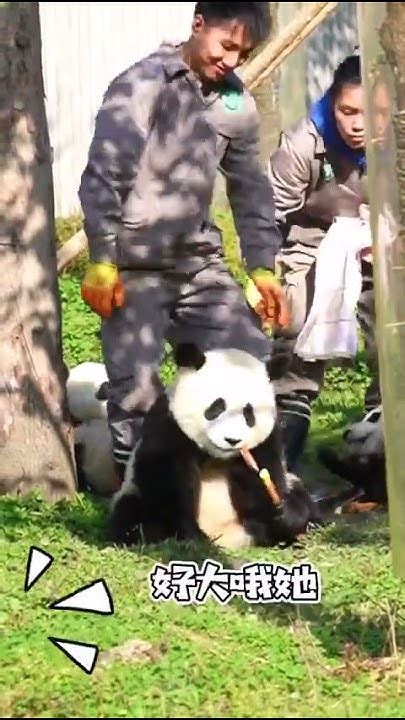 大熊猫：“汶汶”和游客热情互动 Youtube