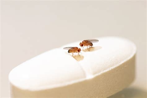 Antiaging Drug Rapamycin Might Only Benefit Females Says Research