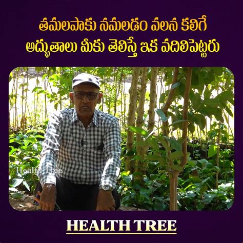 Health Tree Amazing Health Benefits Of Betel Leaves Tamalapaku Uses