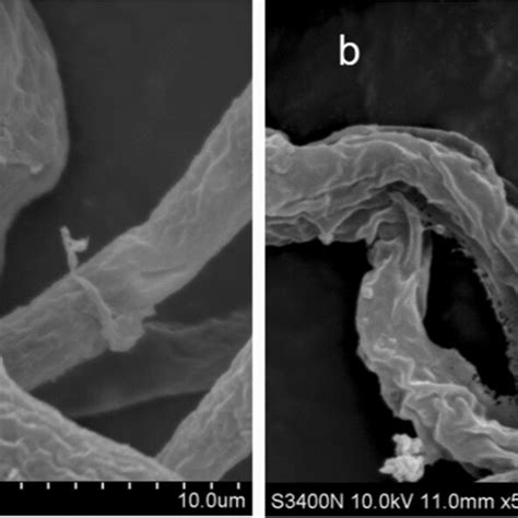 The Mycelial Morphology Of B Cinerea In The Control Group A And In