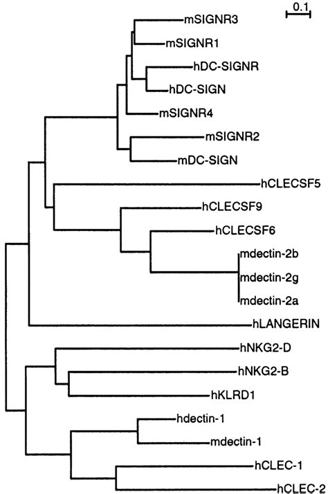 Evolutionary Relationship Among C Type Lectins Clustal W Version 18