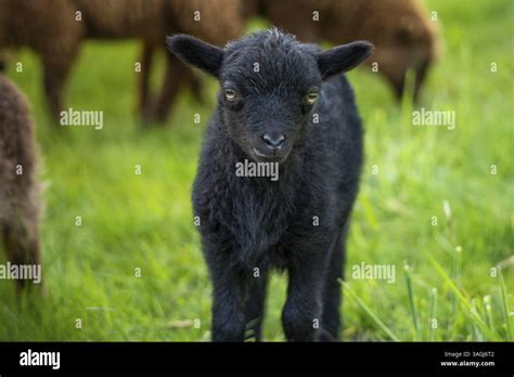 Black Lamb In A Meadow Behind It Other Sheep Ouessant Sheep Breton
